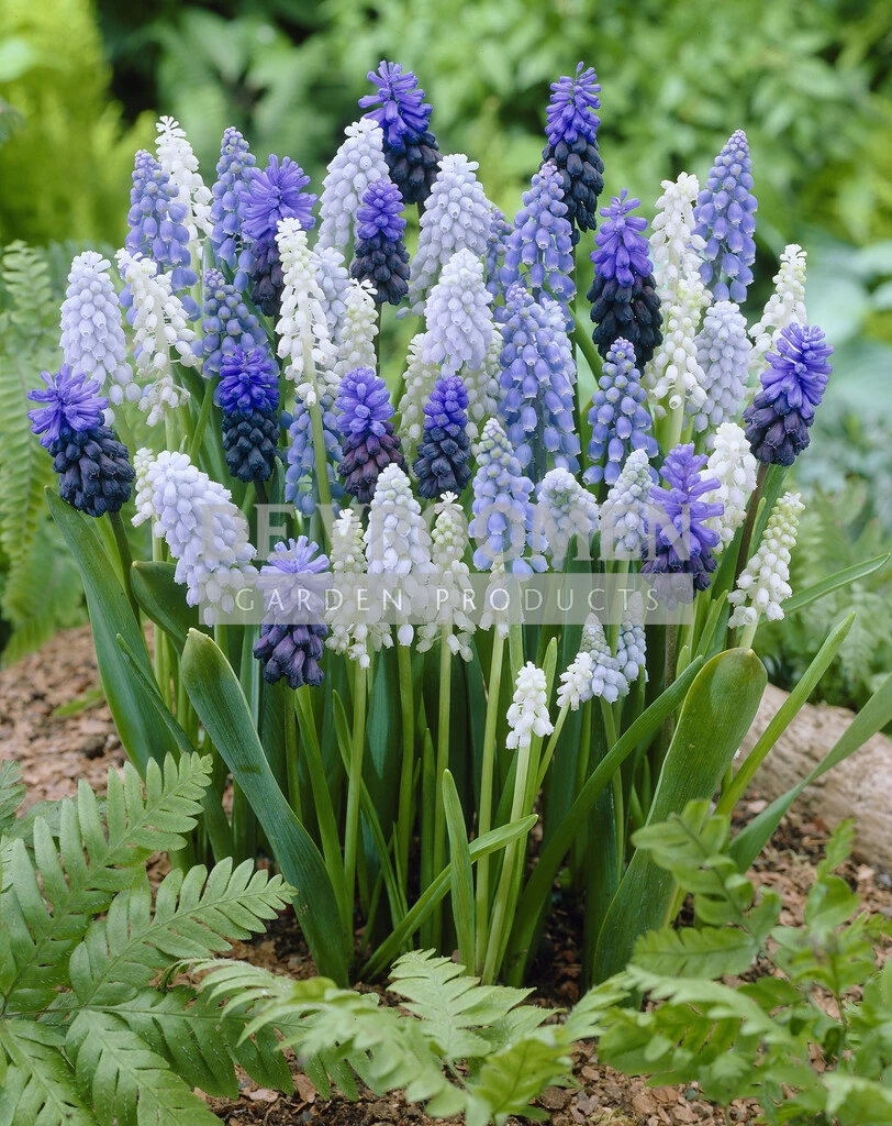 Muscari Mixed | 100 pcs - De Vroomen US