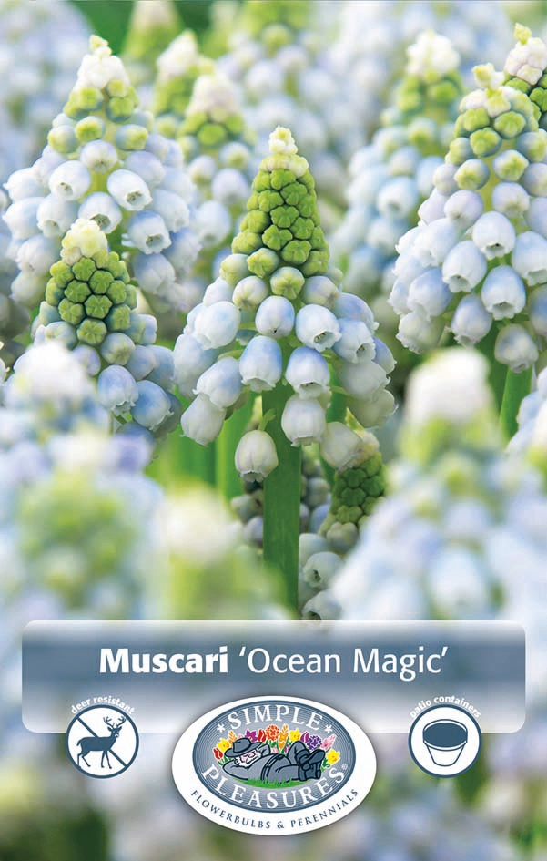 Muscari Ocean Magic | Cappers 10 x 20 - De Vroomen US