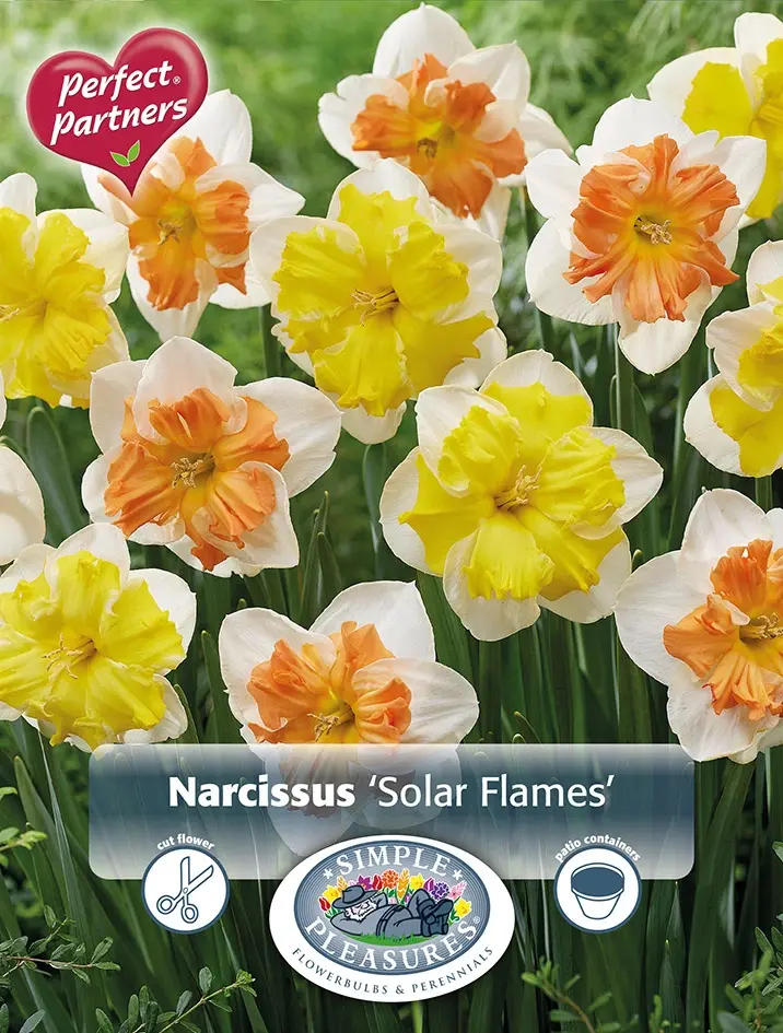 Narcissus Blend Solar Flames | Capper 16 x 8 - De Vroomen US