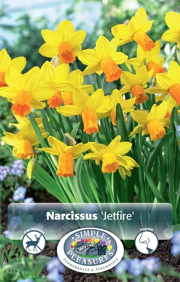 Narcissus Cyclamineus Jetfire | 100 pcs - De Vroomen US