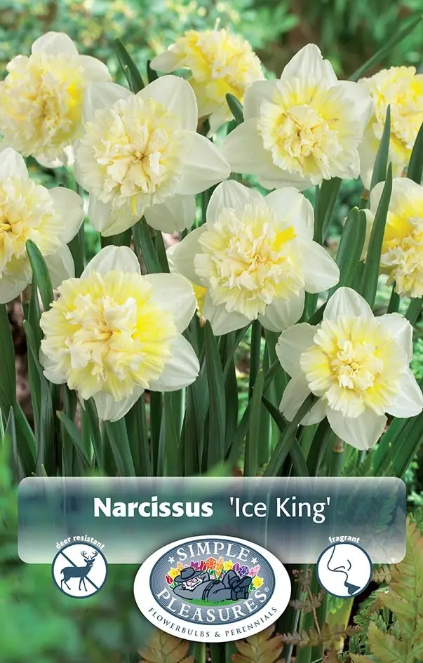 Narcissus Double Ice King | 60 pcs - De Vroomen US