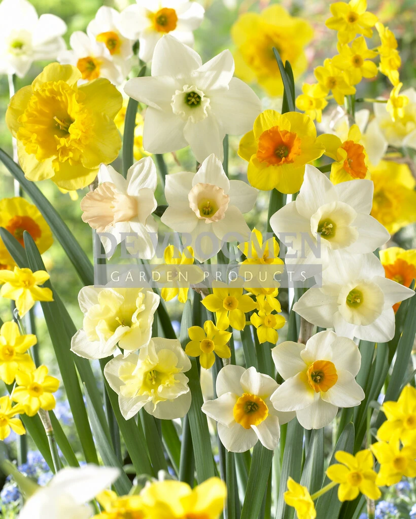 Narcissus Fragrant Meadow Blend | 50 pcs - De Vroomen US