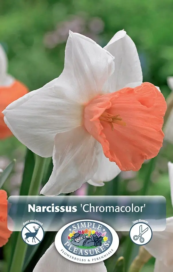 Narcissus Large Cup Chromacolor | 60 pcs - De Vroomen US