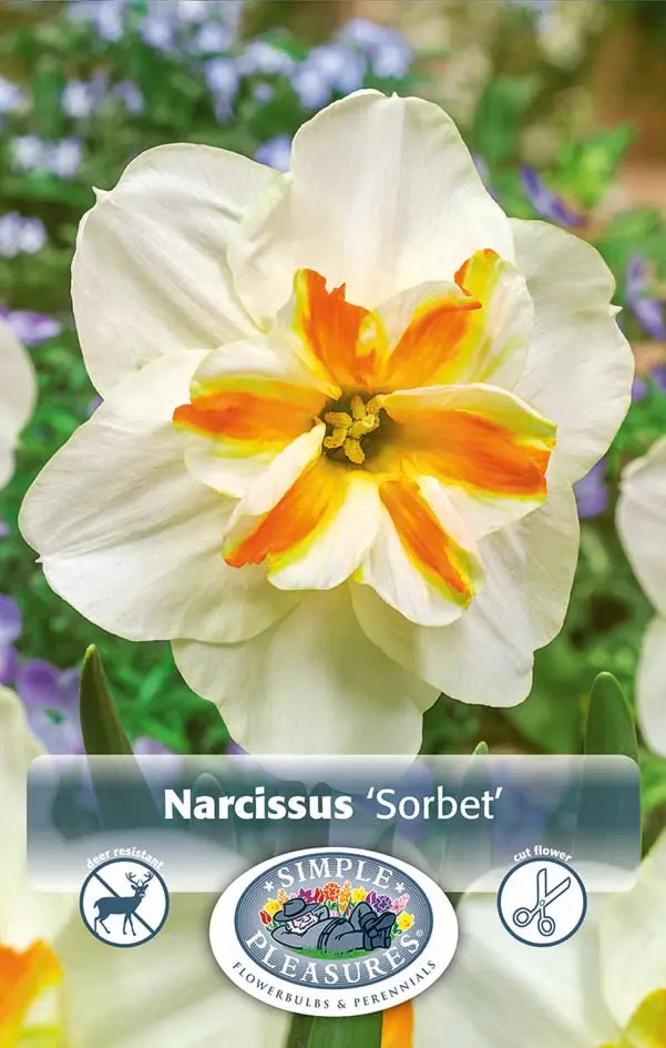 Narcissus Split Corona (Butterfly) Sorbet | 60 pcs - De Vroomen US