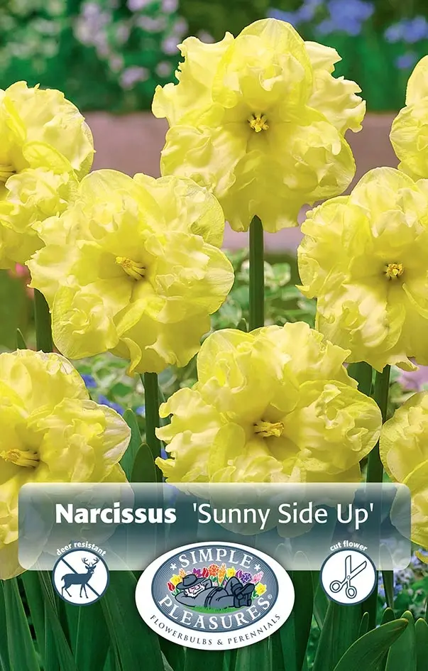 Narcissus Split Corona (Butterfly) Sunny Side Up | 60 pcs - De Vroomen US