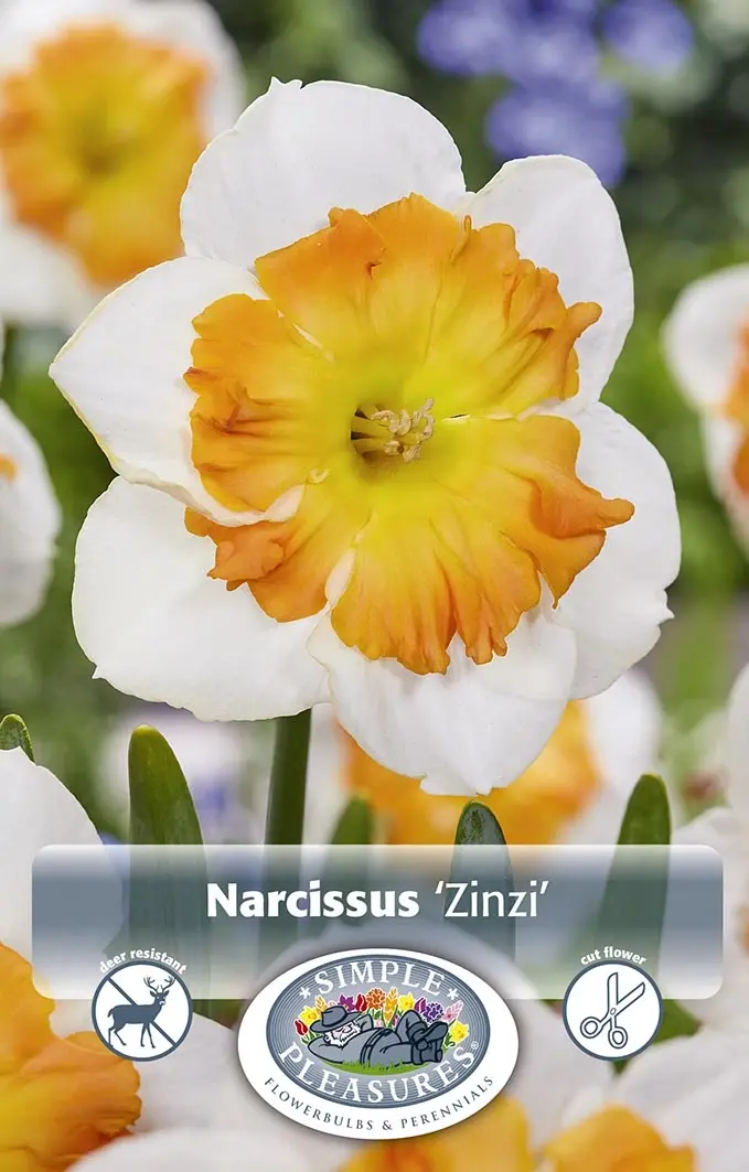 Narcissus Split Corona (Butterfly) Zinzi | Capper 12 x 5 - De Vroomen US