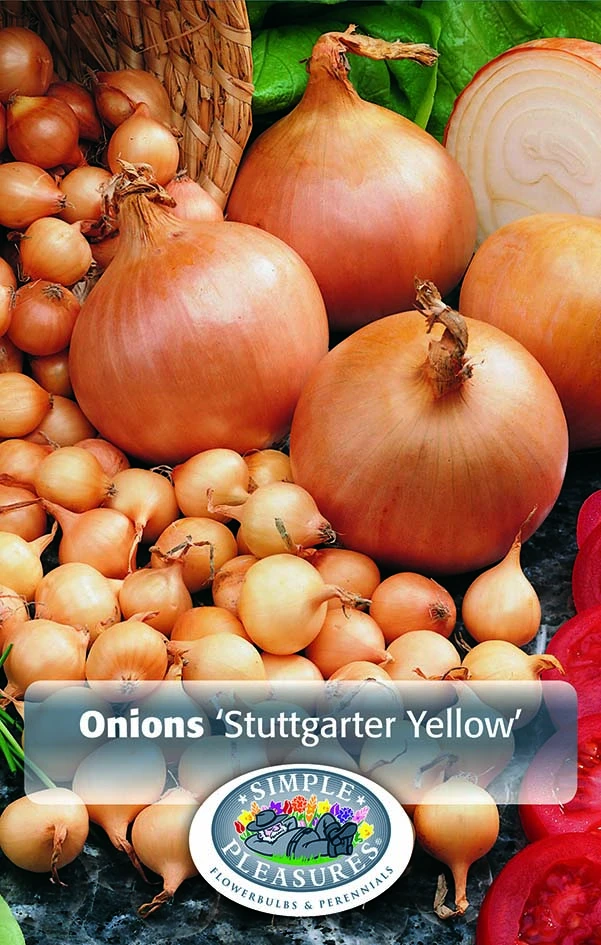Onions Yellow Onion Stuttgarter | Capper 25 x 80 - De Vroomen US