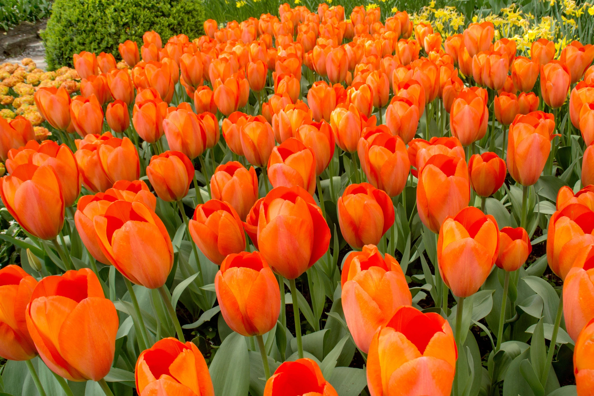 Orange Balloon | pce - De Vroomen US