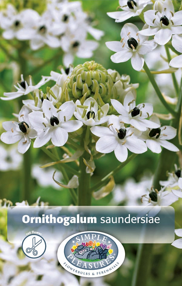 Ornithogalum Saundersiae | Capper 15 x 2 - De Vroomen US