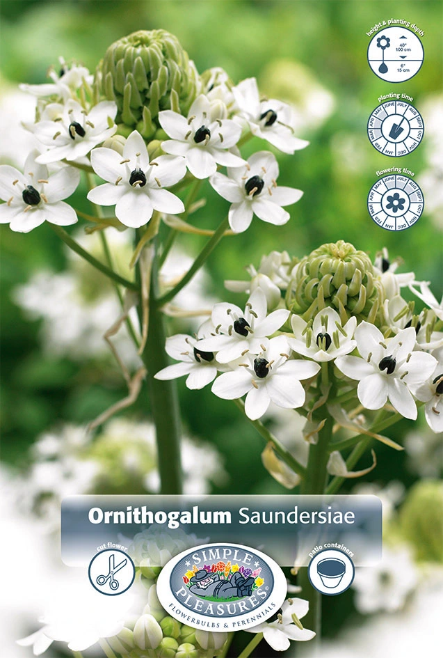 Ornithogalum Saundersiae | 100 pcs - De Vroomen US