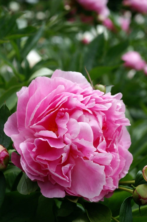 Paeonia Alexander Fleming | 15 pcs - De Vroomen US