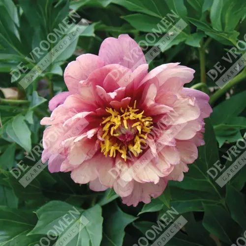 Paeonia Berry Berry Fine | 75 pcs - De Vroomen US