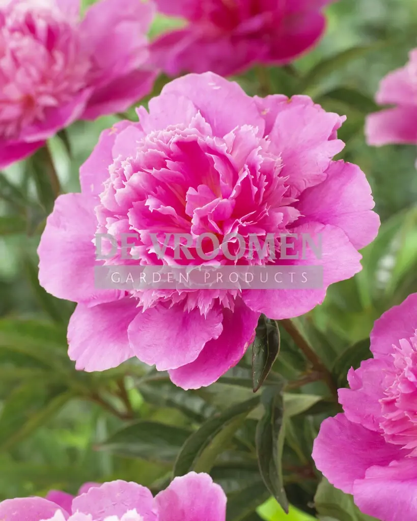 Paeonia Bouquet Perfect | 60 pcs - De Vroomen US