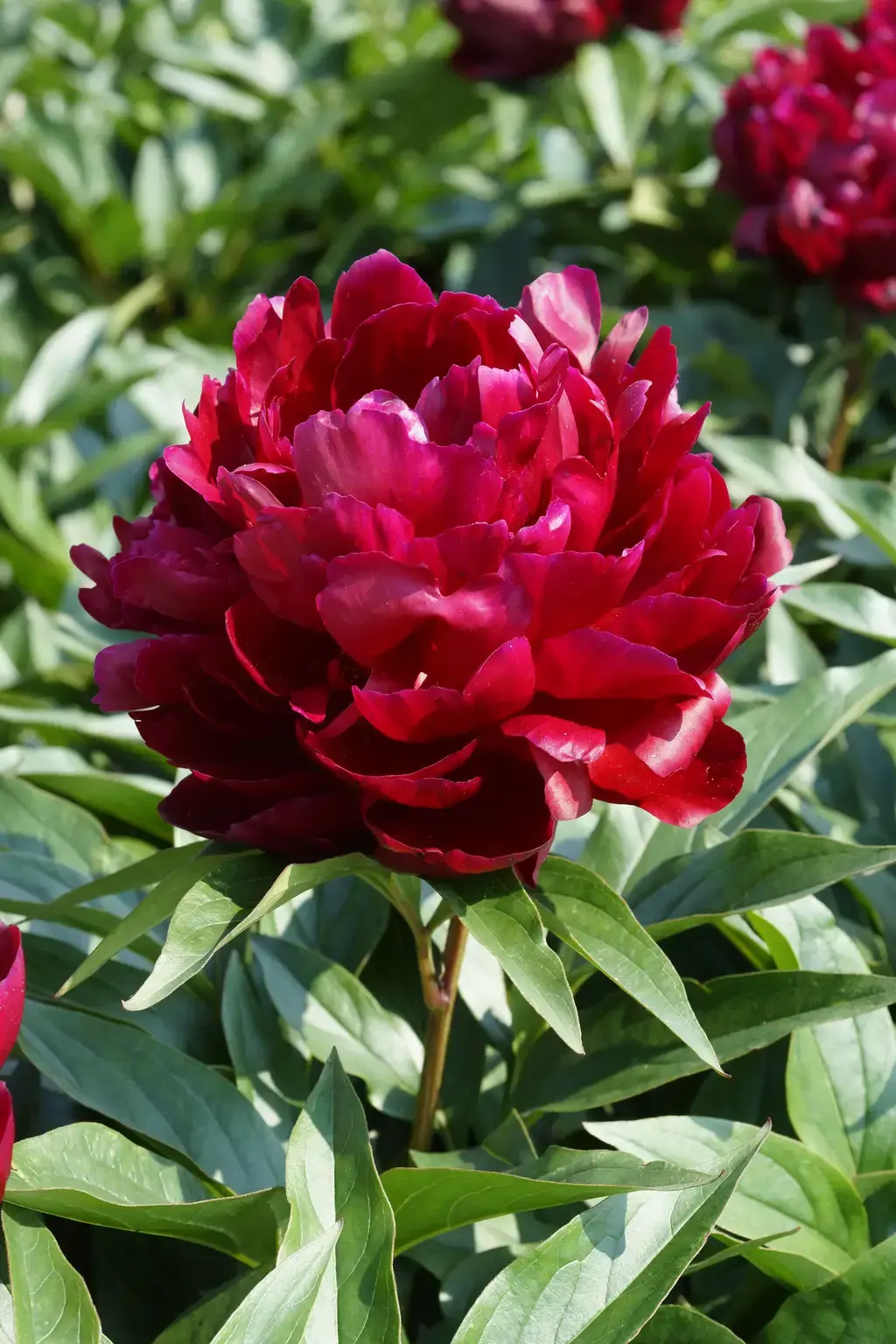 Paeonia Peter Brand | 60 pcs - De Vroomen US