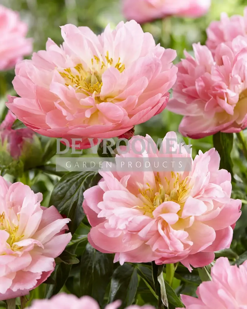 Paeonia Pink Hawaiian Coral | 60 pce - De Vroomen US