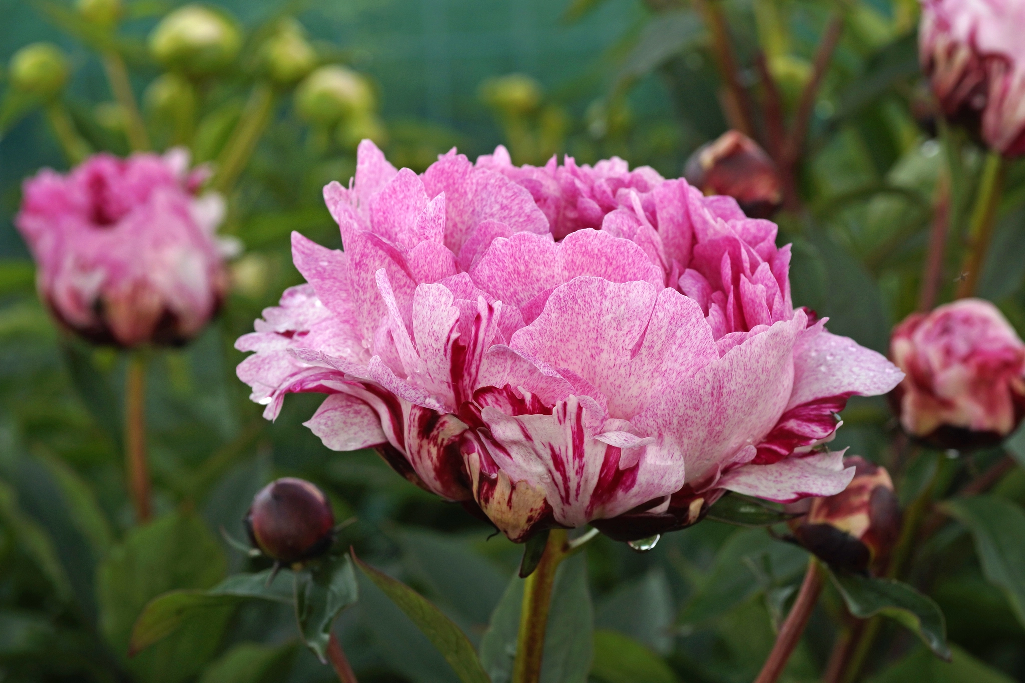 Paeonia The Fawn | 15 pcs - De Vroomen US