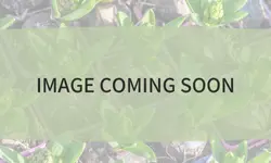 Papaver Mrs. Perry - De Vroomen US