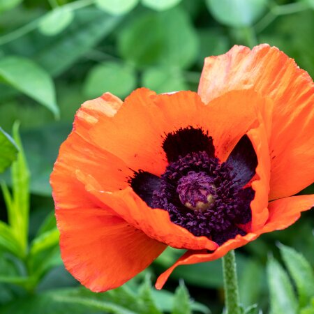 Wholesale Papaver Orientale Bare Roots - De Vroomen US