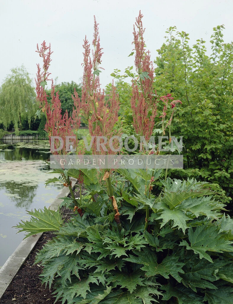 Rheum Palmatum var. Tanguticum | 25 pcs - De Vroomen US