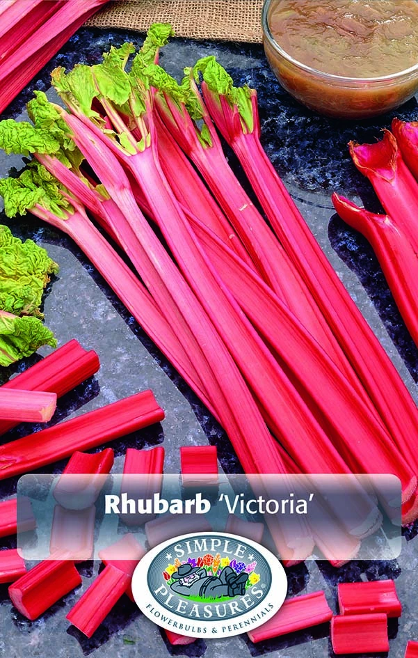 Rhubarb Victoria | 25 pce - De Vroomen US