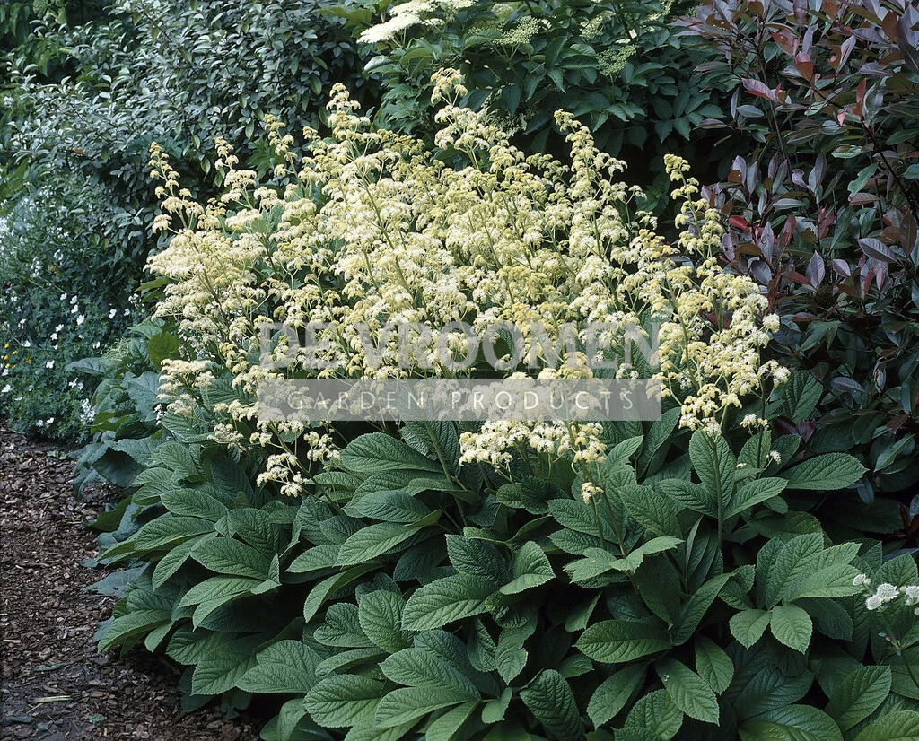 Rodgersia Aesculifolia | 150 pcs - De Vroomen US