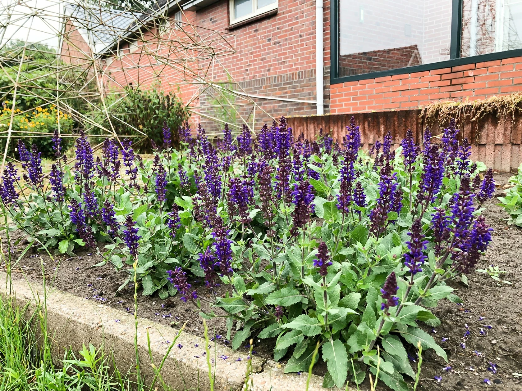 Salvia Bazuin Dark Knight - De Vroomen US