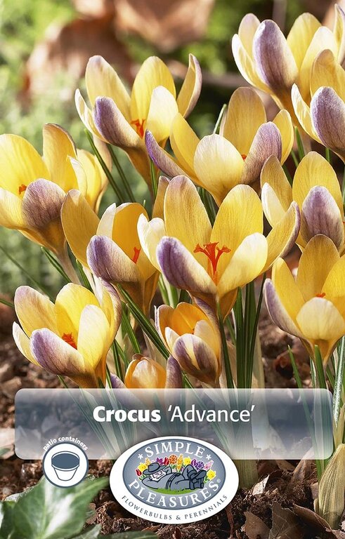 Specie ( Snow ) Crocus - De Vroomen US