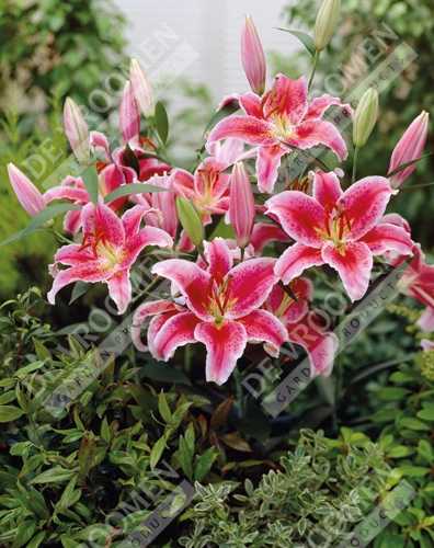 Lilium Star Gazer | 25 pcs - De Vroomen US