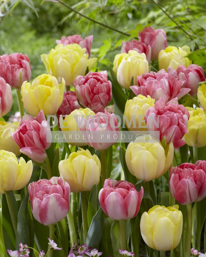 Tulip Ballroom Dance Blend | 50 pcs - De Vroomen US