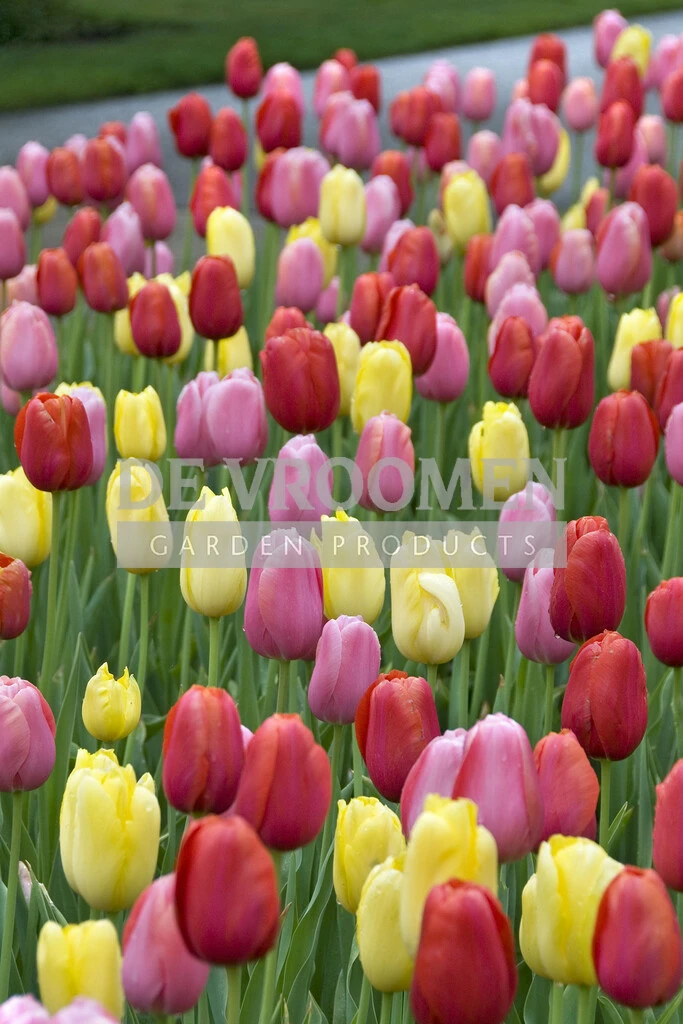 Tulip Blend Fruit Punch | 50 pcs - De Vroomen US