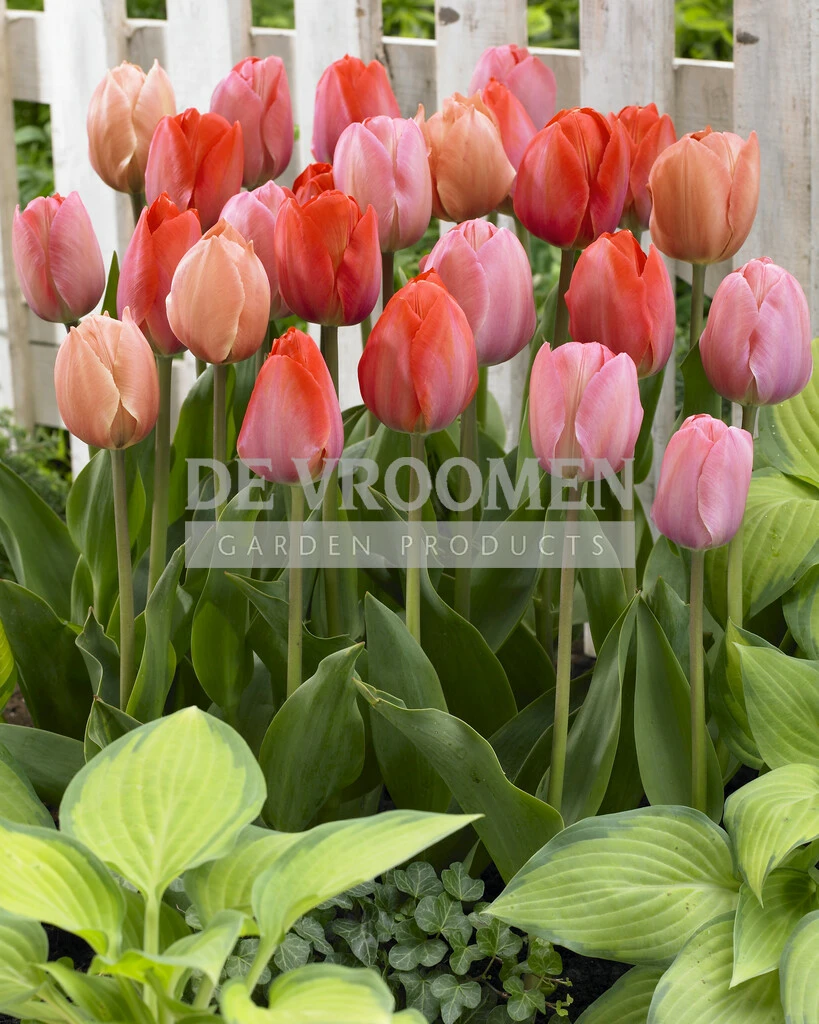 Tulip Blend Pink Promise | 50 pcs - De Vroomen US