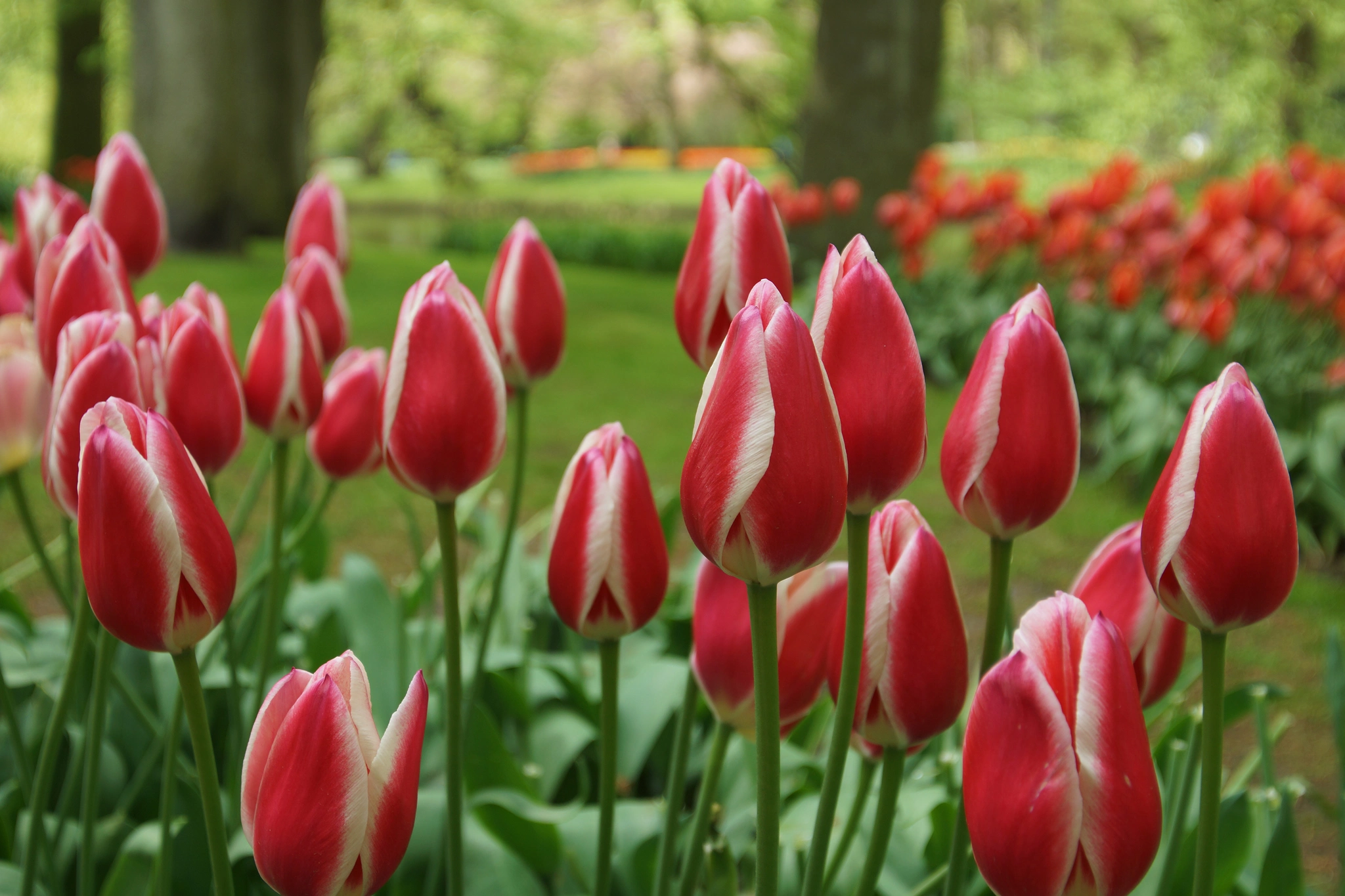 Tulip Candy Apple Delight | 50 pcs - De Vroomen US