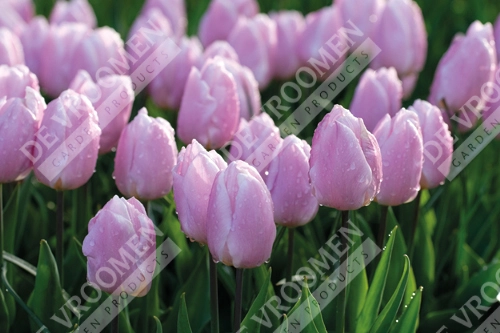 Tulip Candy Prince | 50 pcs - De Vroomen US