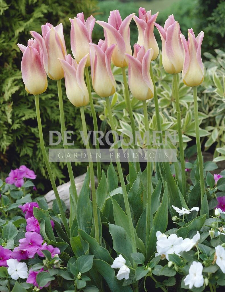 Tulip Elegant Lady | 50 pcs - De Vroomen US