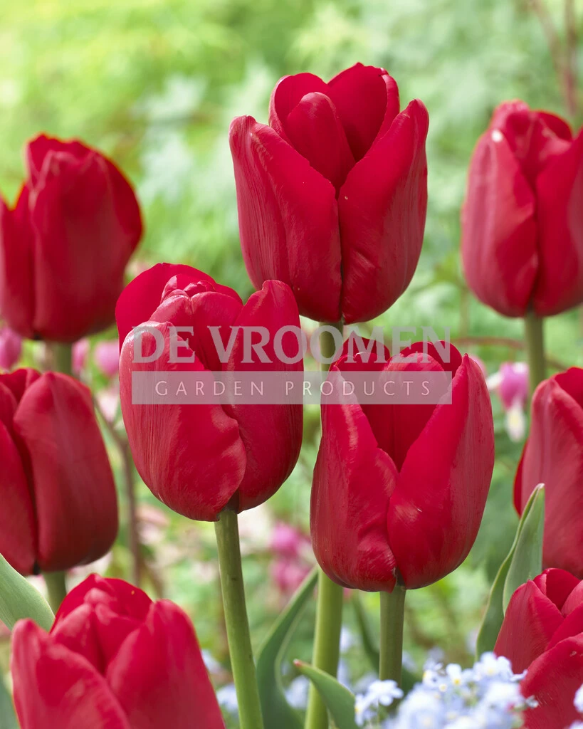 Tulip Escape | 50 pcs - De Vroomen US