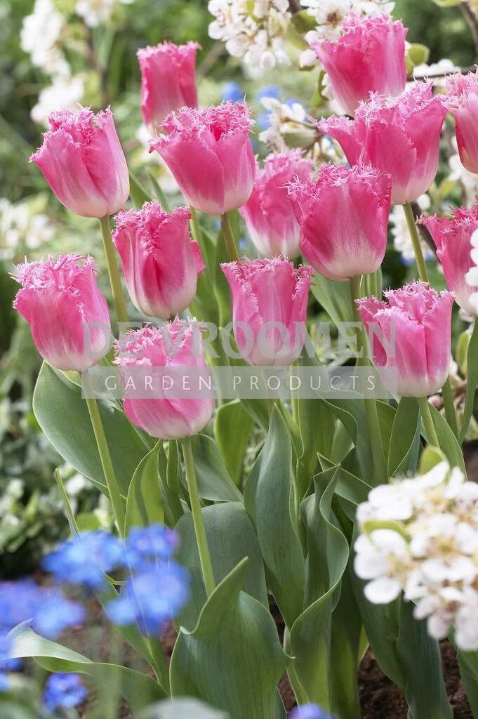 Tulip Fancy Frills | 50 pcs - De Vroomen US
