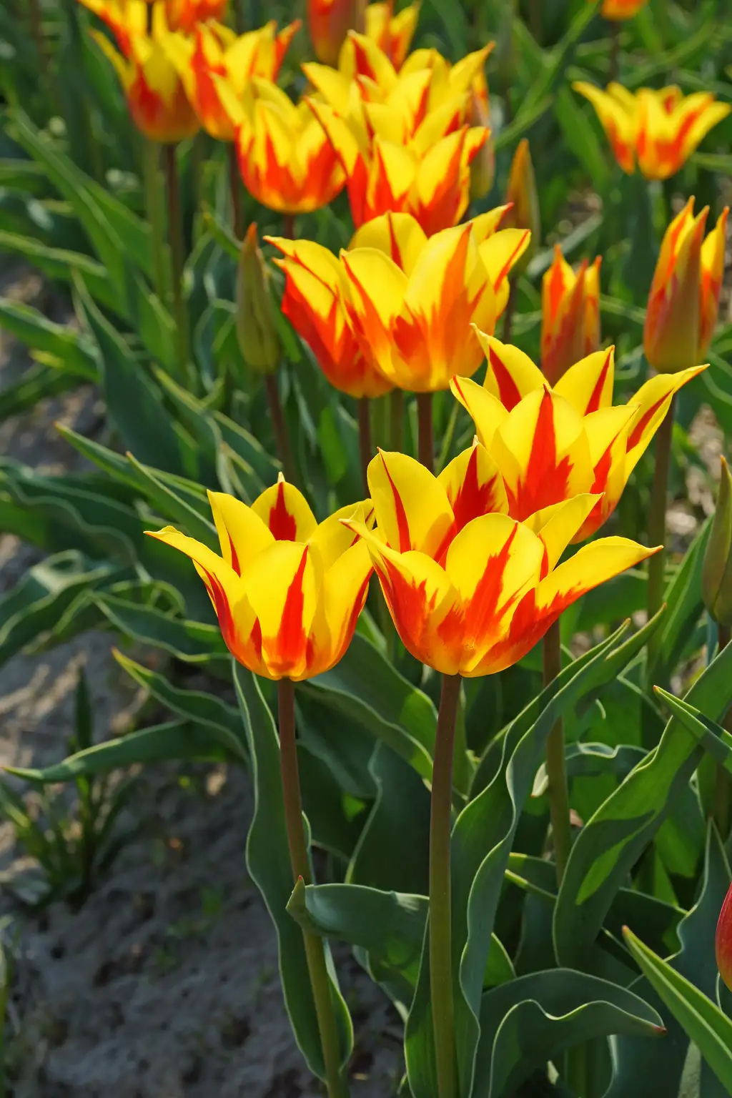 Tulip Fire Works - De Vroomen US