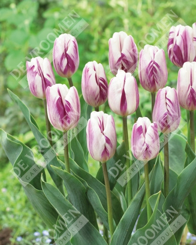Tulip Flaming Flag | 50 pcs - De Vroomen US
