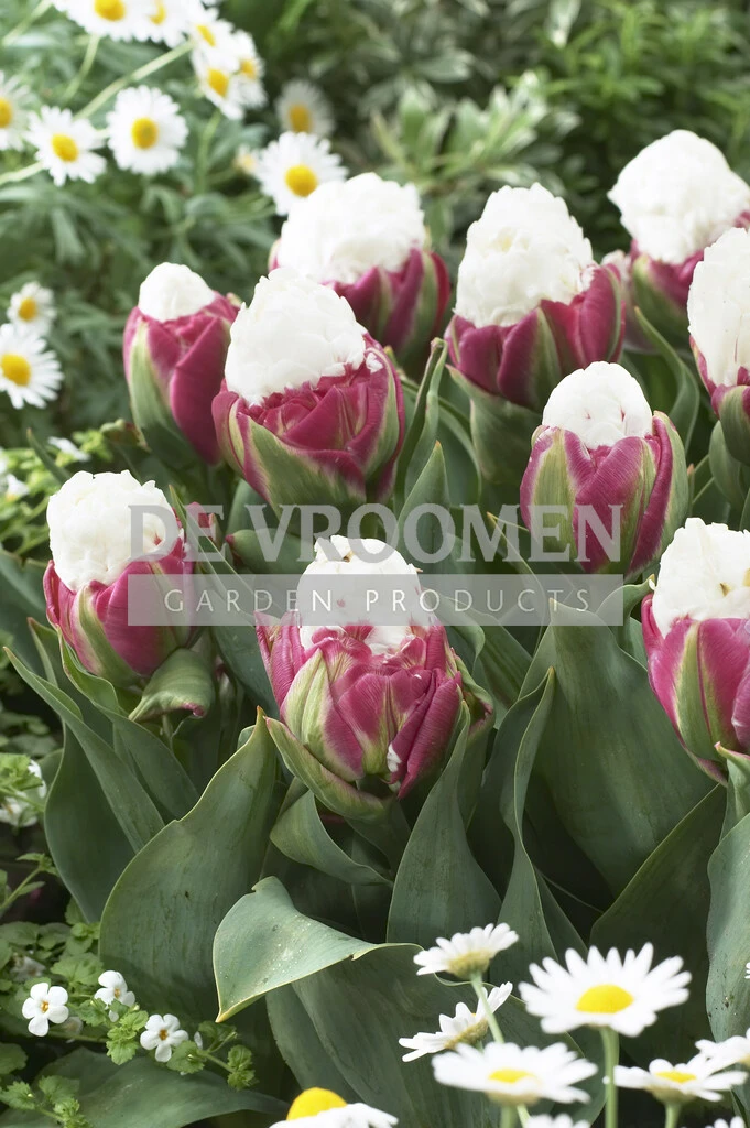 Tulip Ice Cream | 25 pcs - De Vroomen US