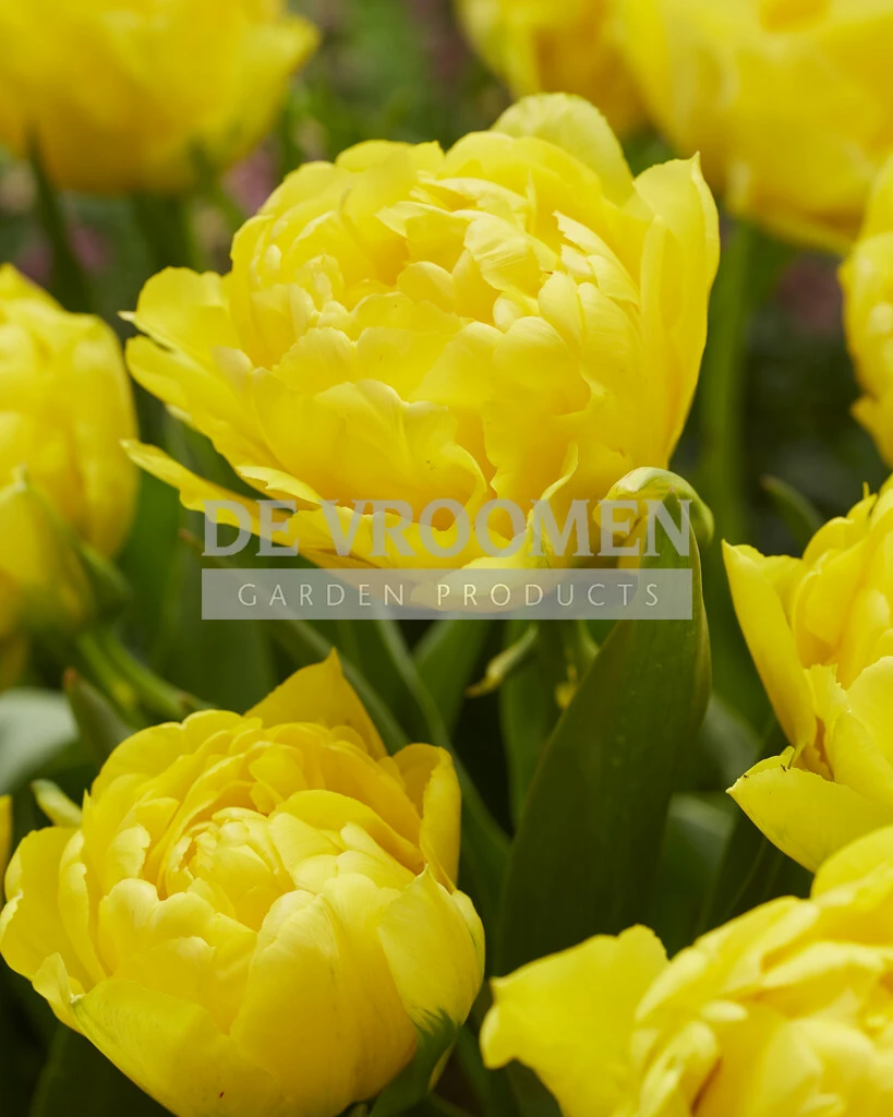 Tulip Limousine | 50 pcs - De Vroomen US