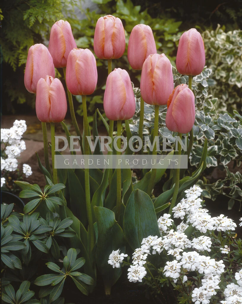 Tulipa Single Late Menton | 50 pcs - De Vroomen US