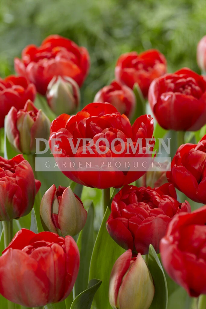 Tulip Miranda | 50 pcs - De Vroomen US