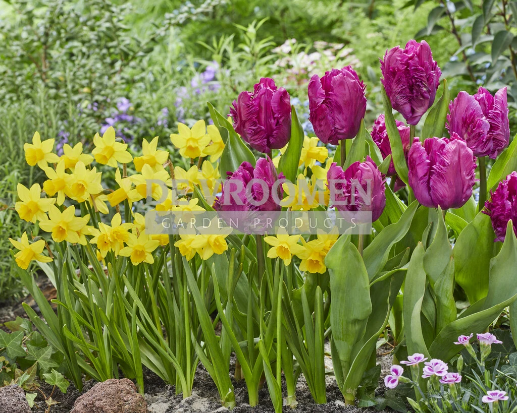 Tulip Parrot Prince | 50 pcs - De Vroomen US