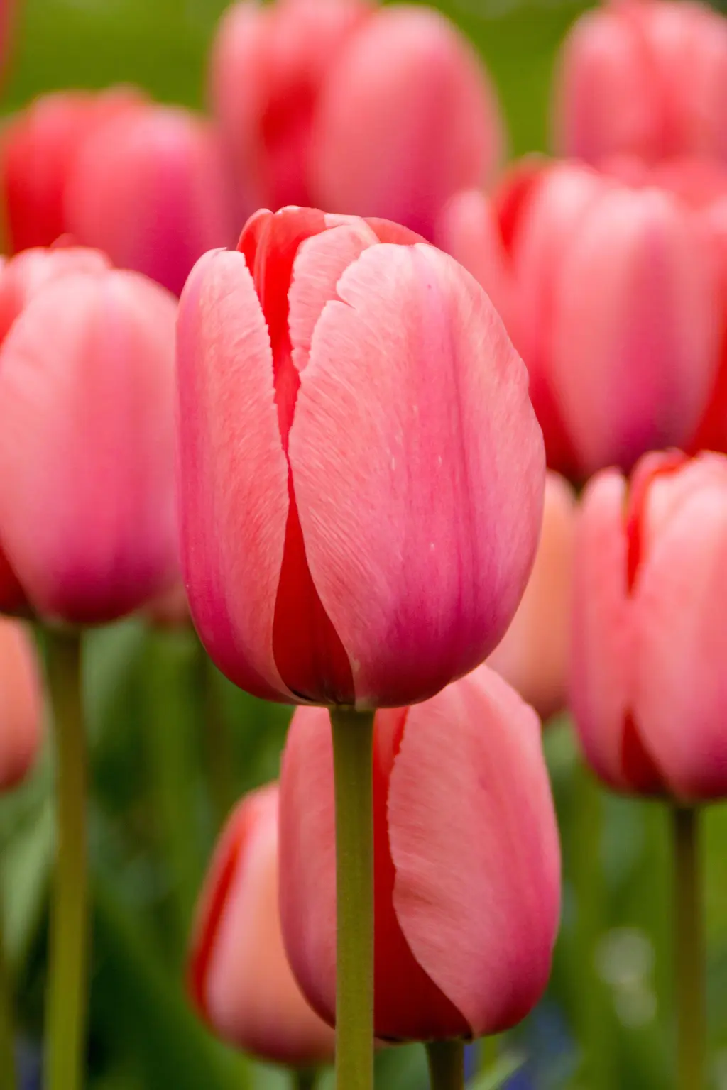 Tulip Pink Impression | 50 pcs - De Vroomen US