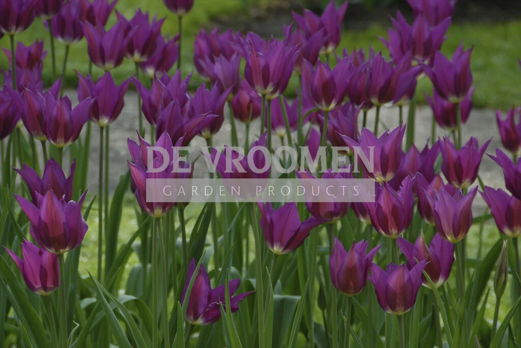 Tulipa Lily-Flowering Purple Dream | 50 pcs - De Vroomen US