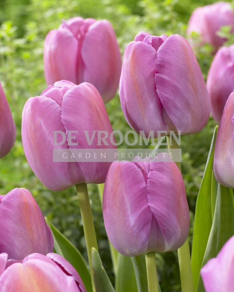 Tulip Purple Pride | 50 pcs - De Vroomen US
