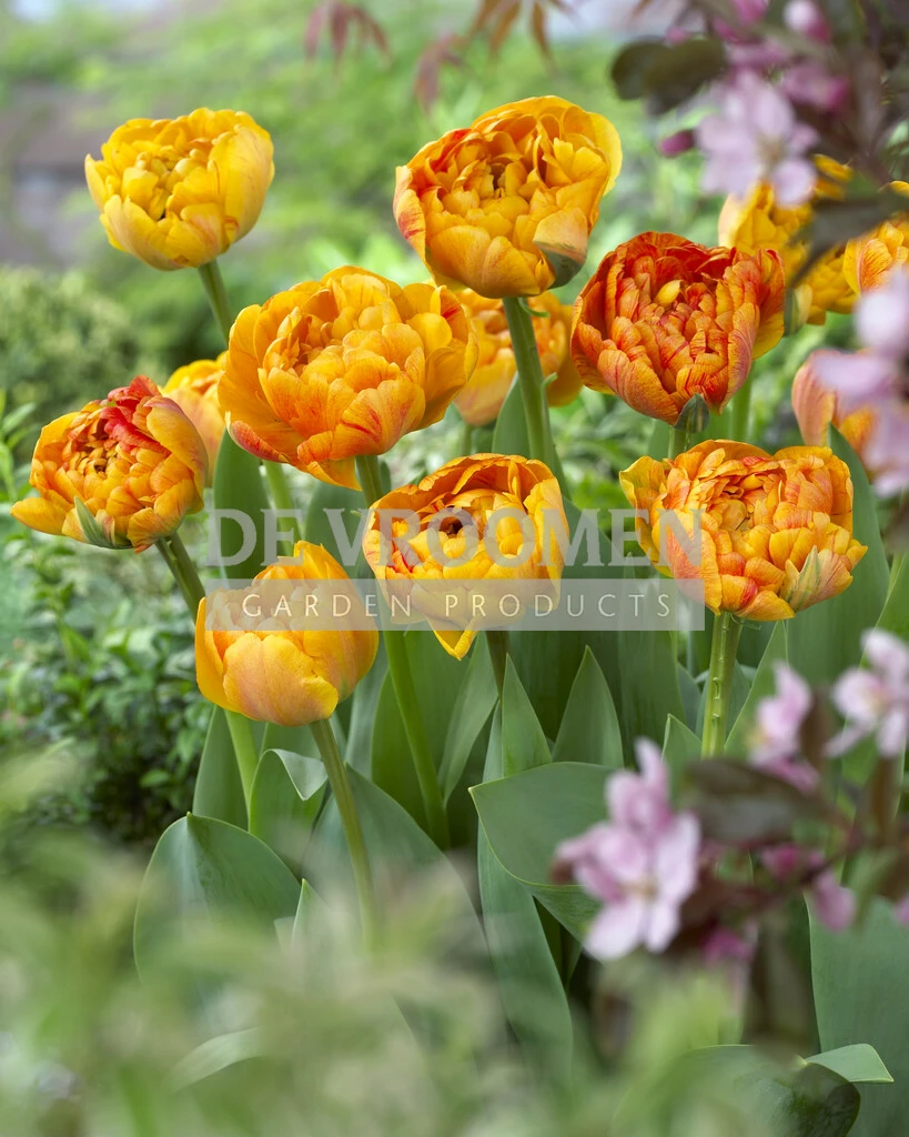 Tulip Sun Lover | 50 pcs - De Vroomen US