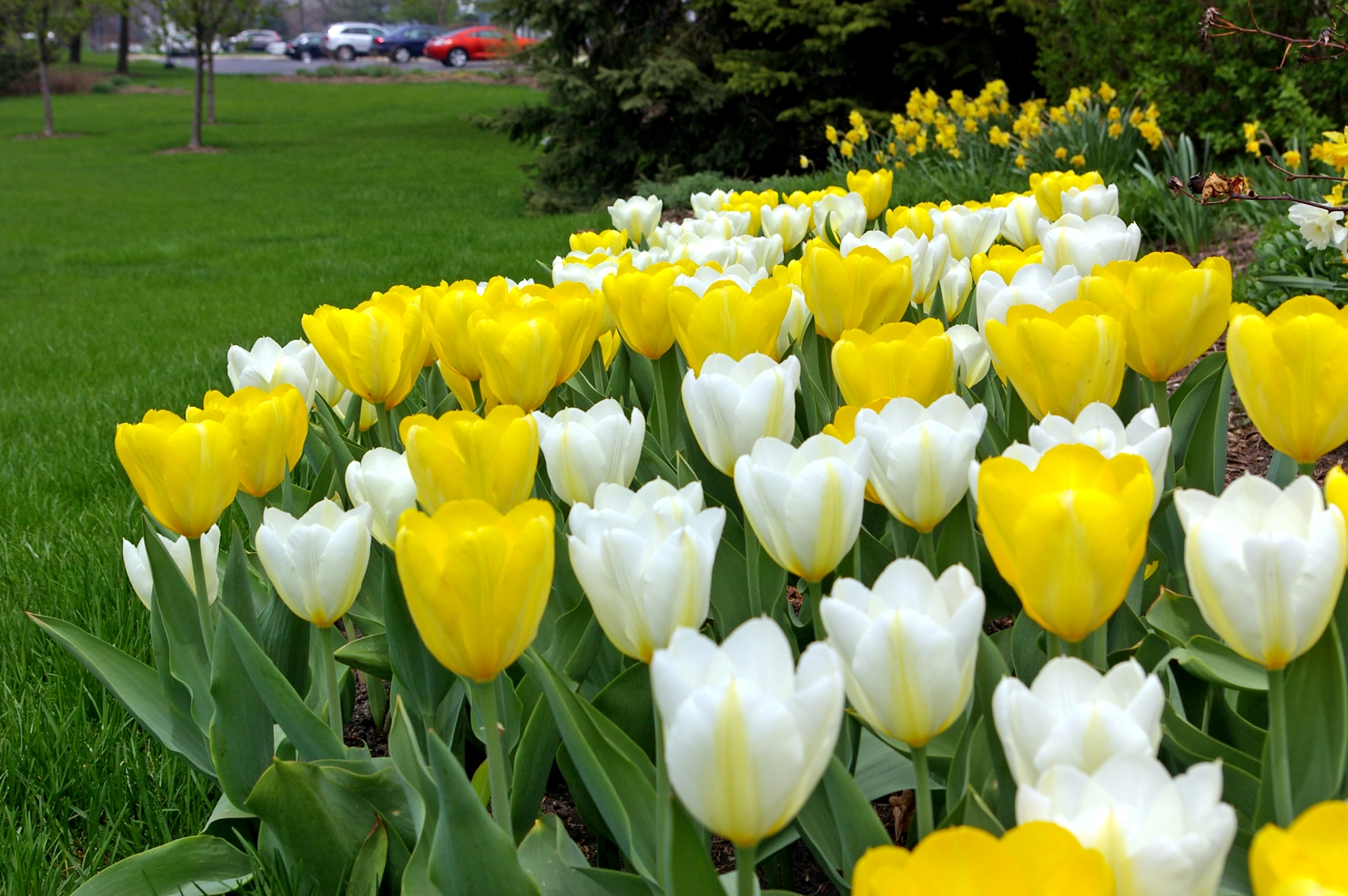 Tulip Sunglow Blend | 50 pcs - De Vroomen US