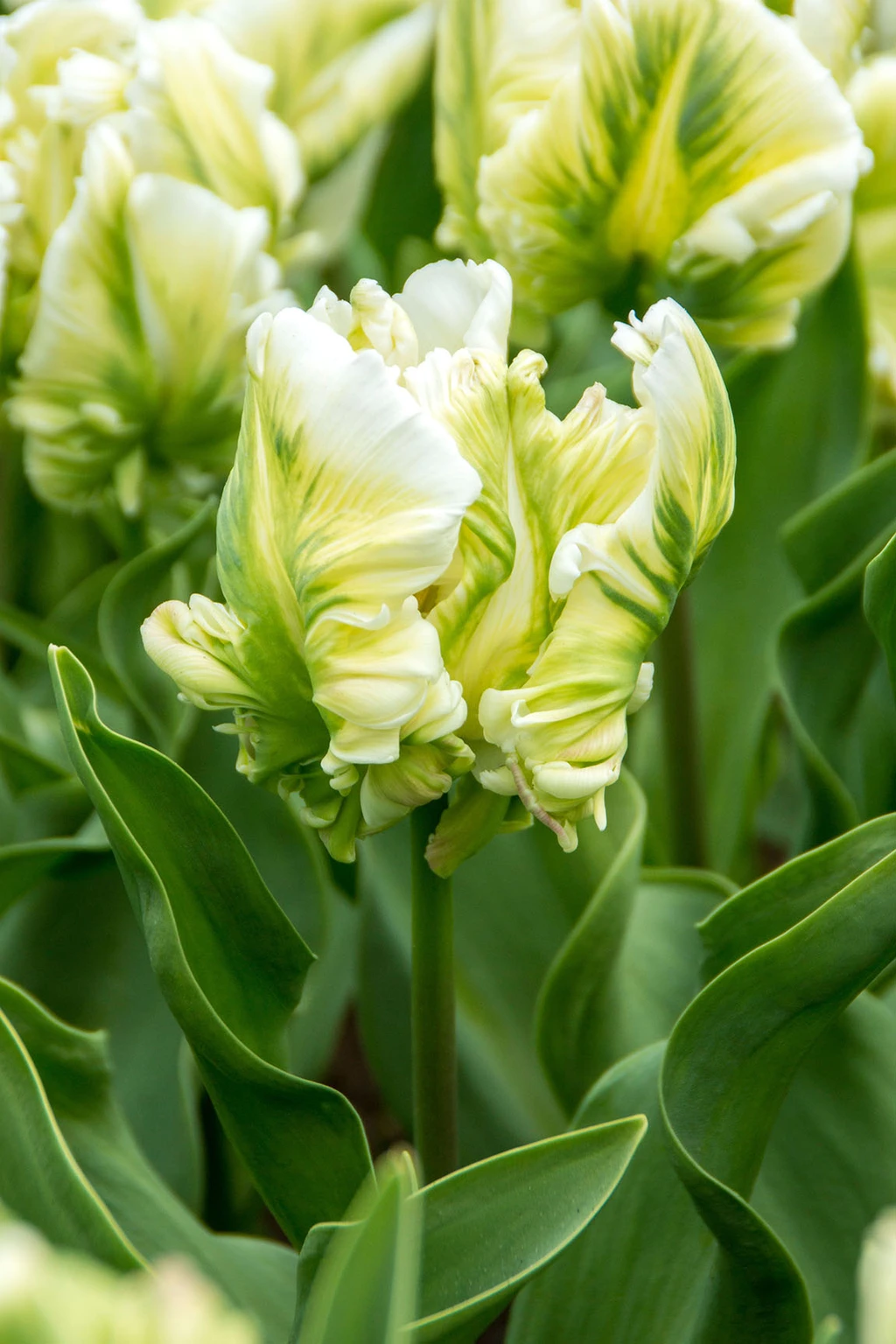 Tulip Super Parrot | 50 pce - De Vroomen US