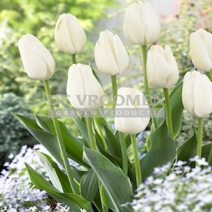 Tulip White Clouds (Hakuun) - De Vroomen US